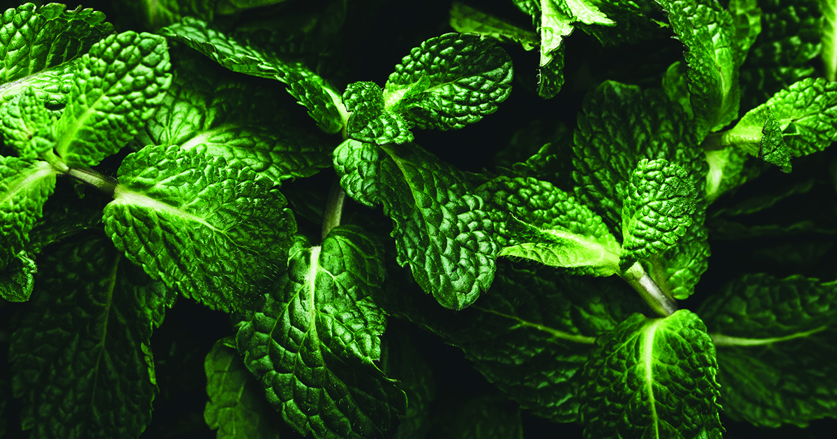 Truth Initiative Applauds FDA Decision on Big Tobacco’s Menthol E ...